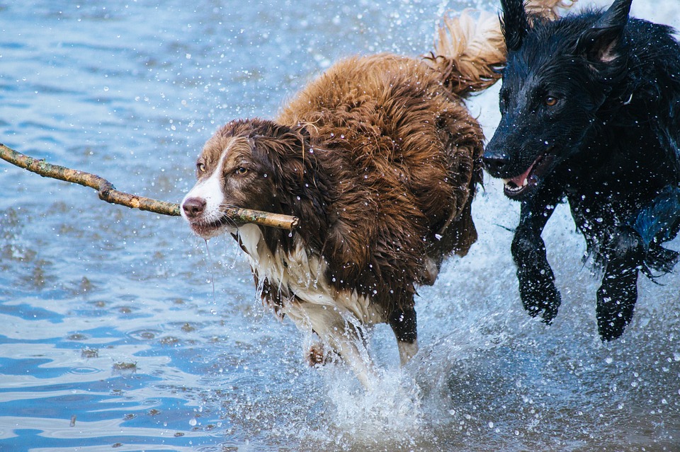 Ancient Roman Advice On Dog Grooming And Care | Quintus Curtius