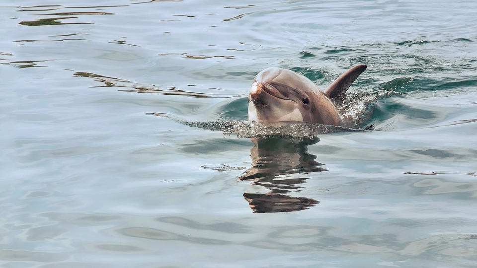 The Dolphin Of Hippo | Quintus Curtius