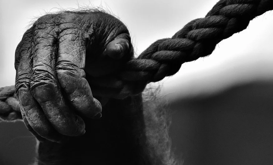 The Monkey Atop The Ship’s Mast, And How To Deal With Him | Quintus Curtius