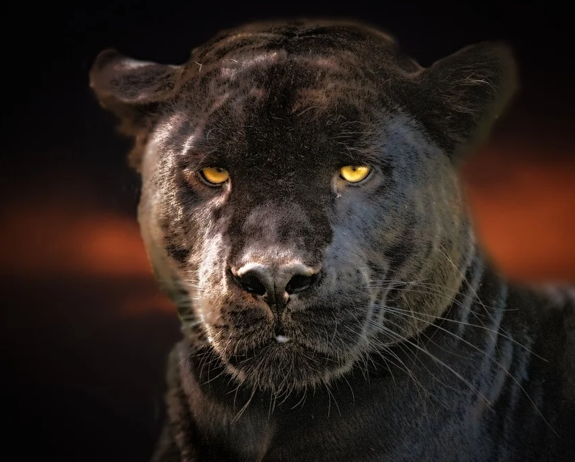 The Brazilian Cat. A Tale Of Terror By Sir Arthur Conan Doyle (Podcast ...