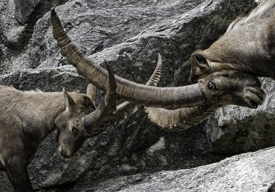 The Horns Of Dilemmas | Quintus Curtius
