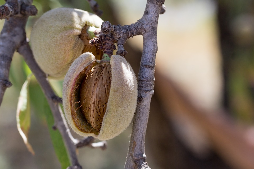 The Almond, The Virtues, And Liberty Of Conscience | Quintus Curtius