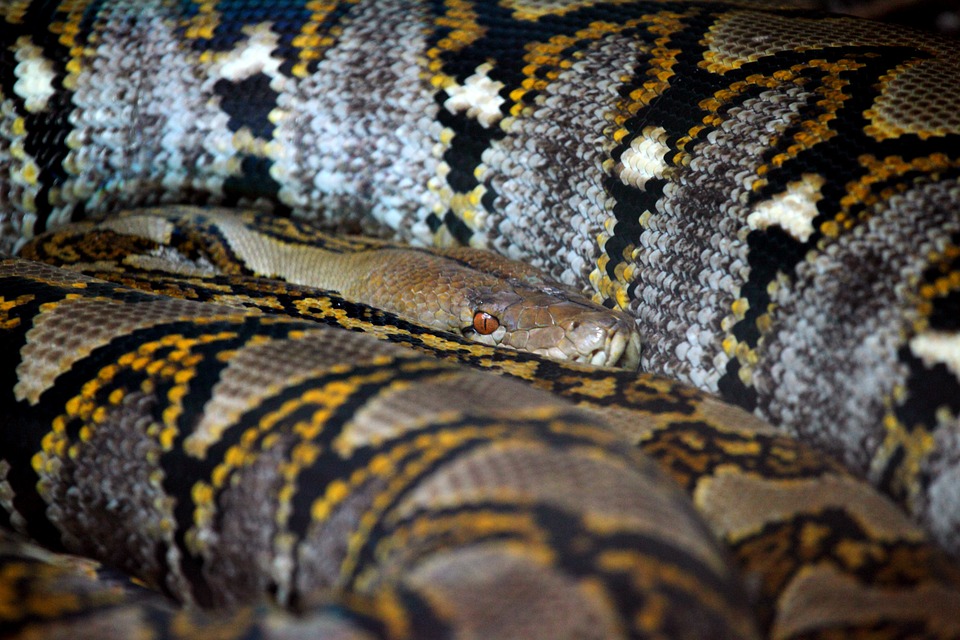 The Serpent Of Pindus | Quintus Curtius