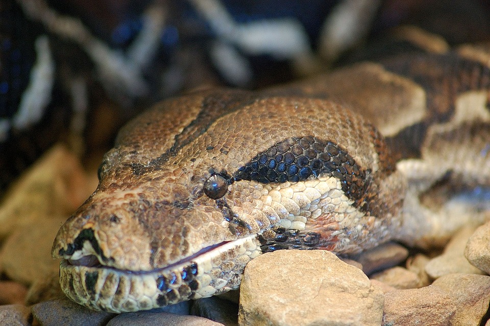 The Serpent Of Pindus | Quintus Curtius