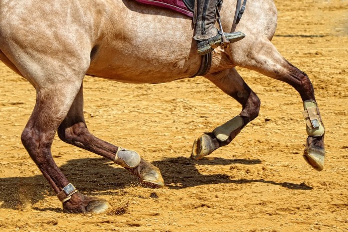 The Horses Of Sybaris | Quintus Curtius